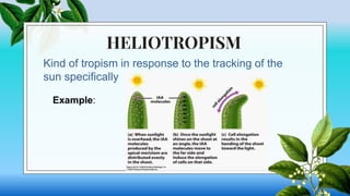 Plants growth and response | PPTX