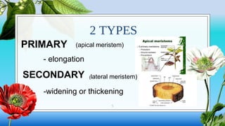Plants growth and response | PPTX