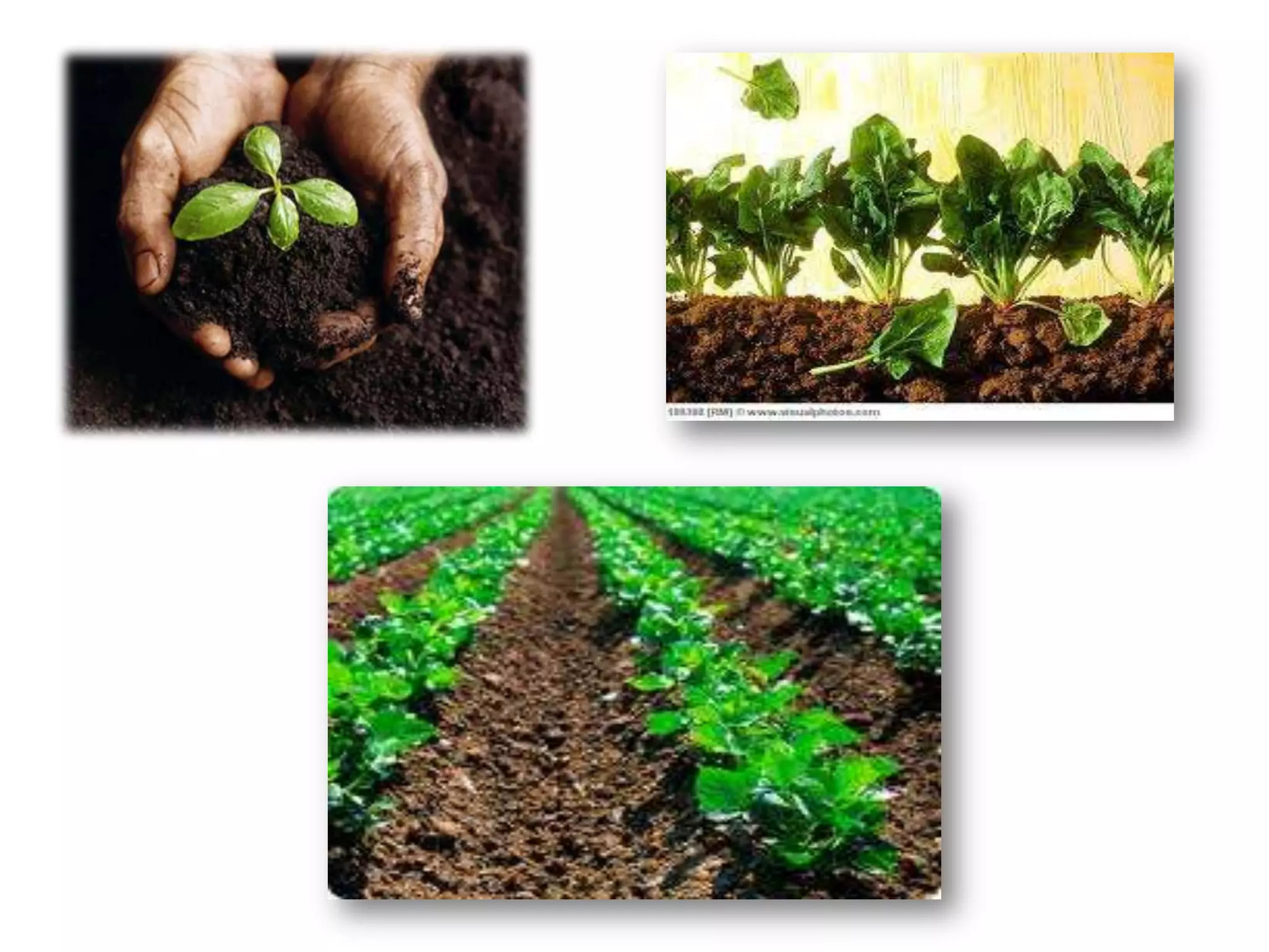 Plants habitat | PPT