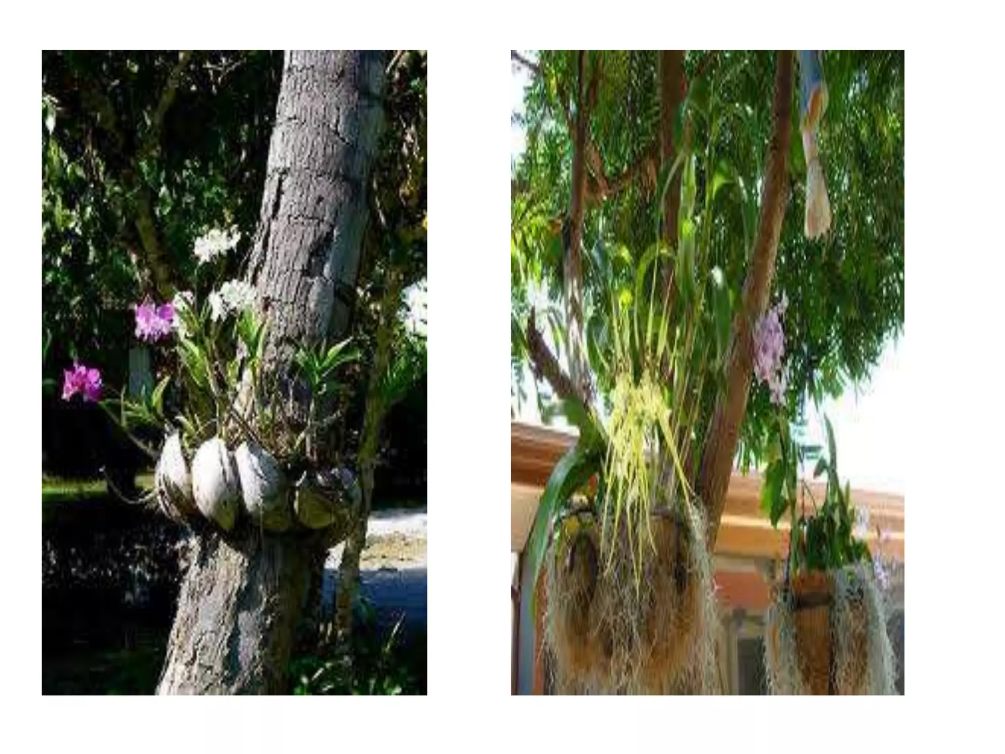 Plants habitat | PPT