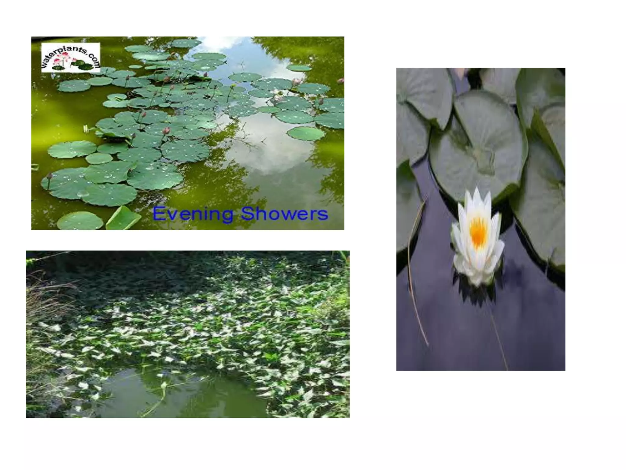 Plants habitat | PPT