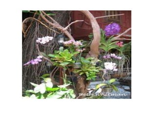 Plants habitat | PPT