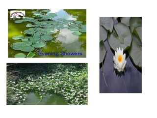 Plants habitat | PPT