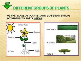 Plants have similarities and differences | PPT
