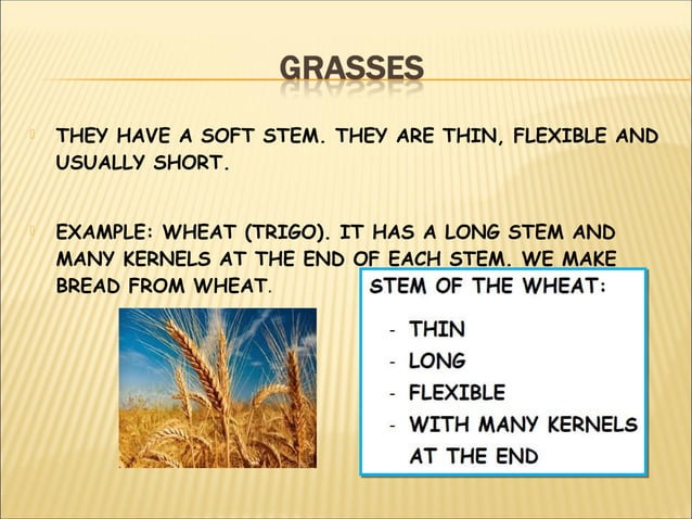 Plants have similarities and differences | PPT