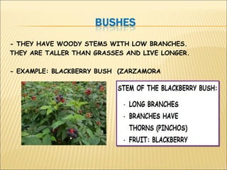 Plants have similarities and differences | PPT