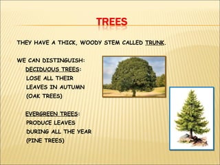 Plants have similarities and differences | PPT