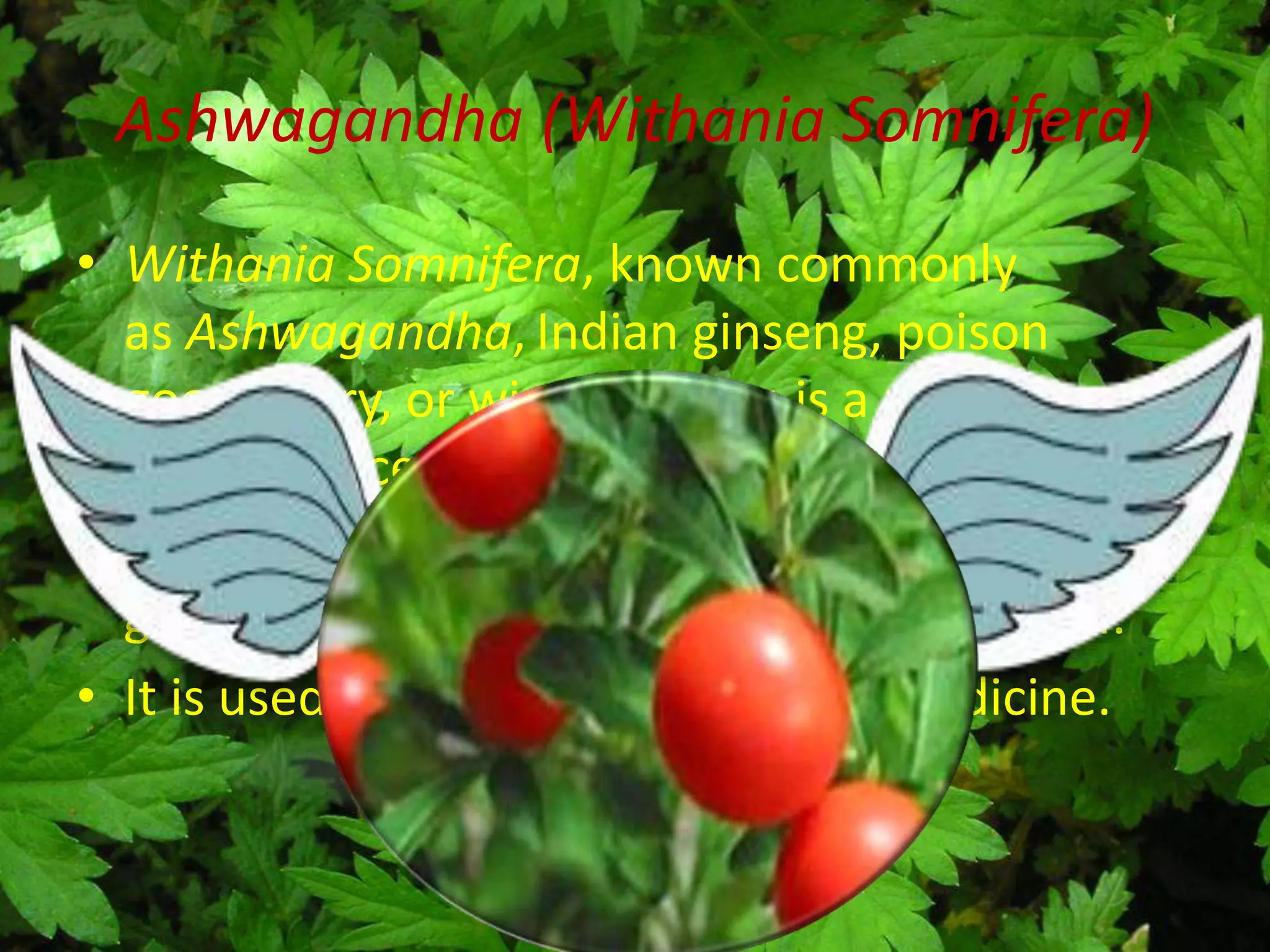 Plants herbal | PPSX