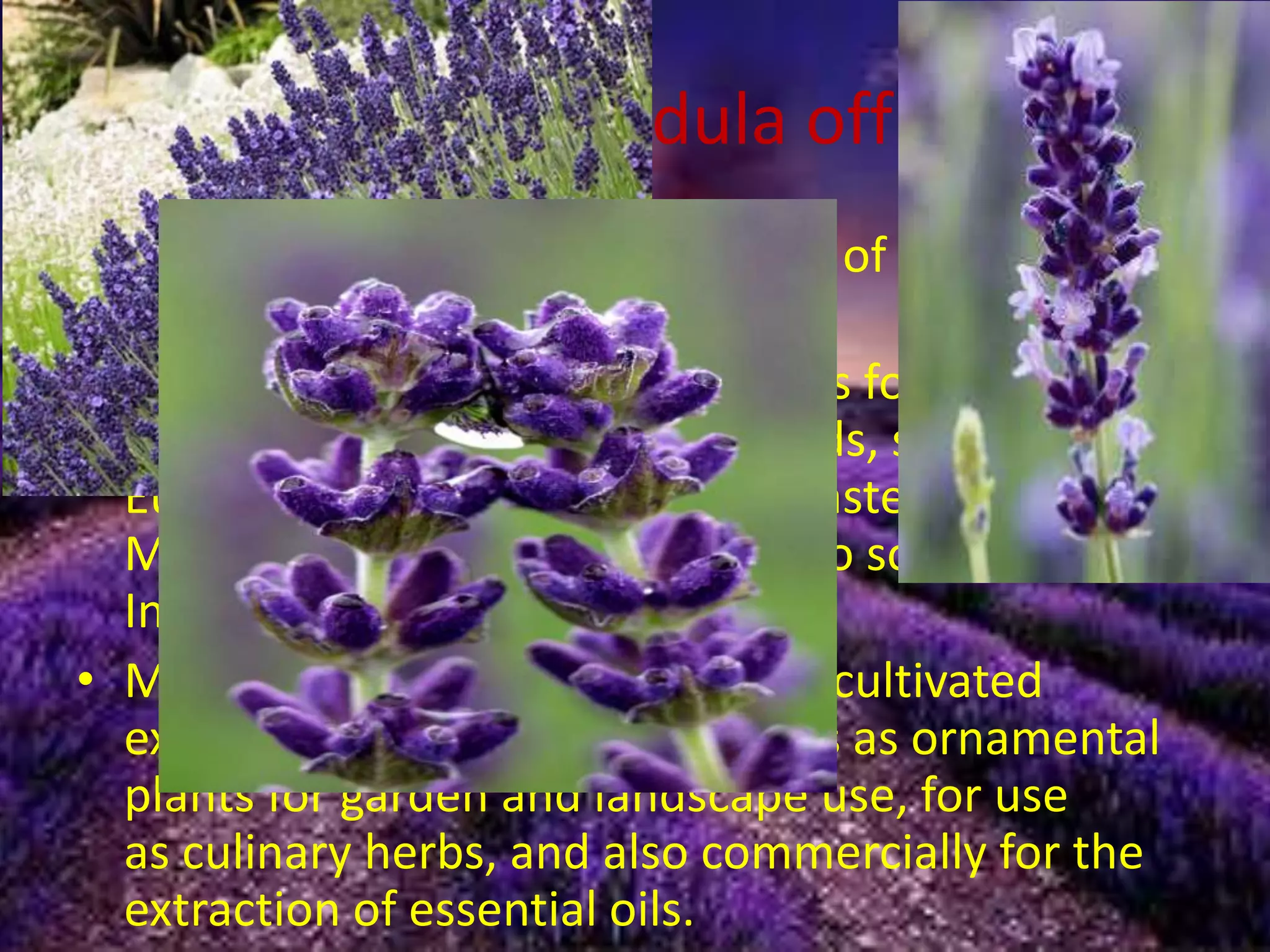 Plants herbal | PPSX