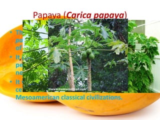 Plants herbal | PPSX