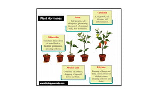 Plants Hormones for Grade 12 Students American Division | PPTX