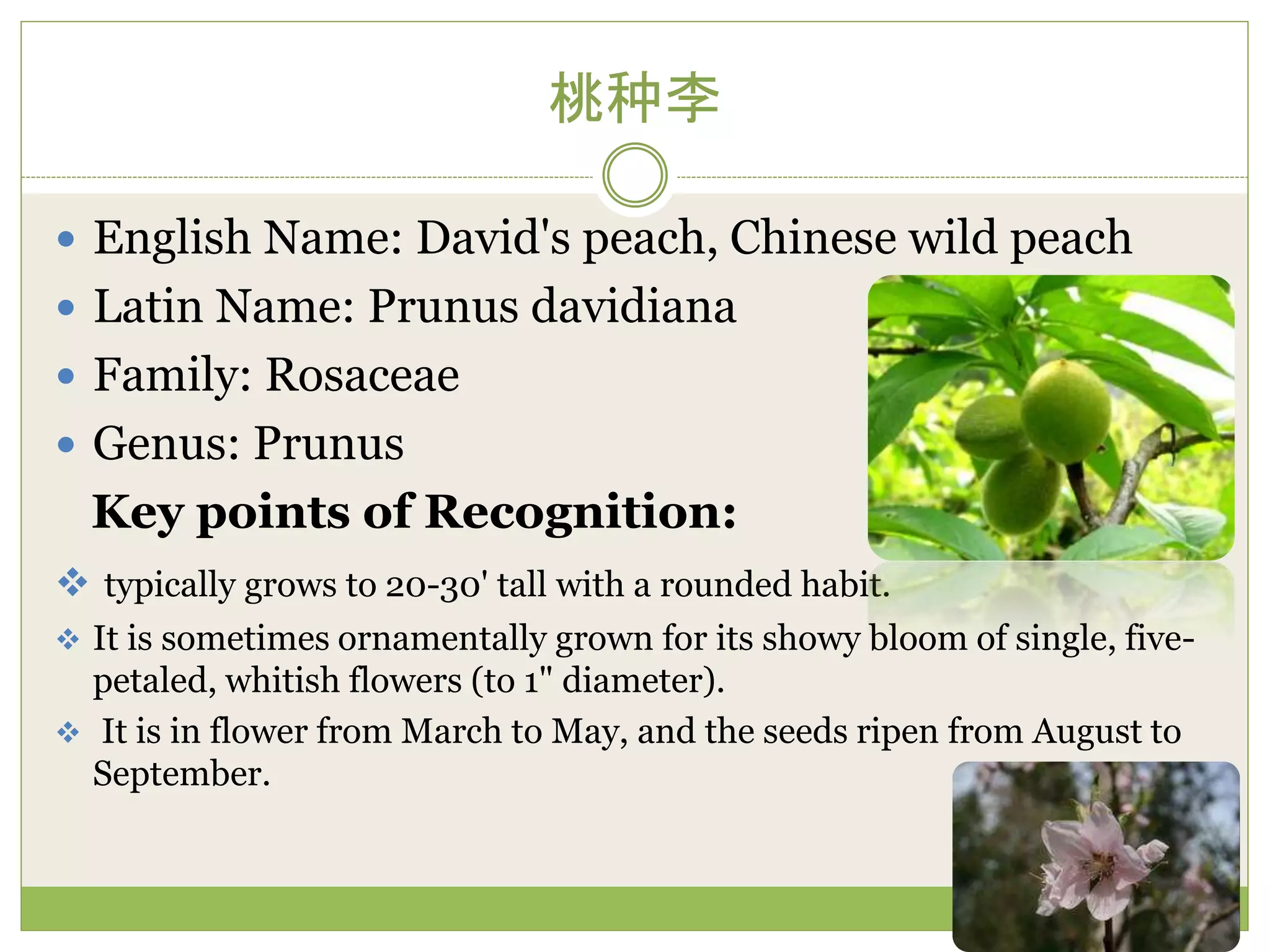 Plants Identification.pptx