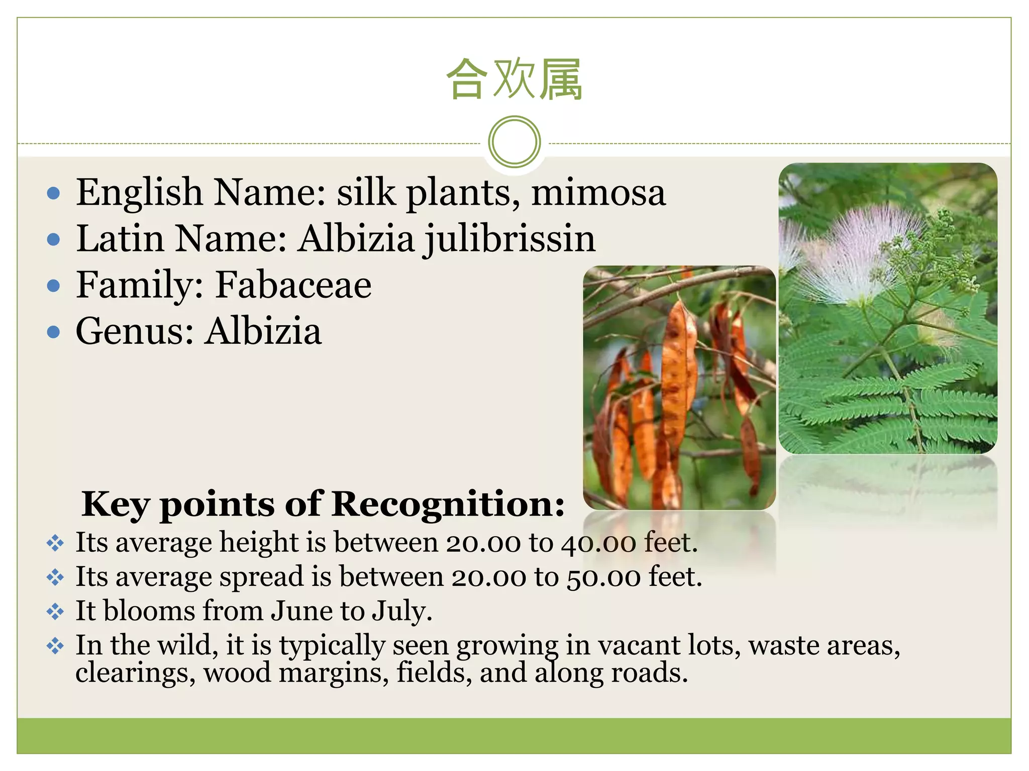 Plants Identification.pptx