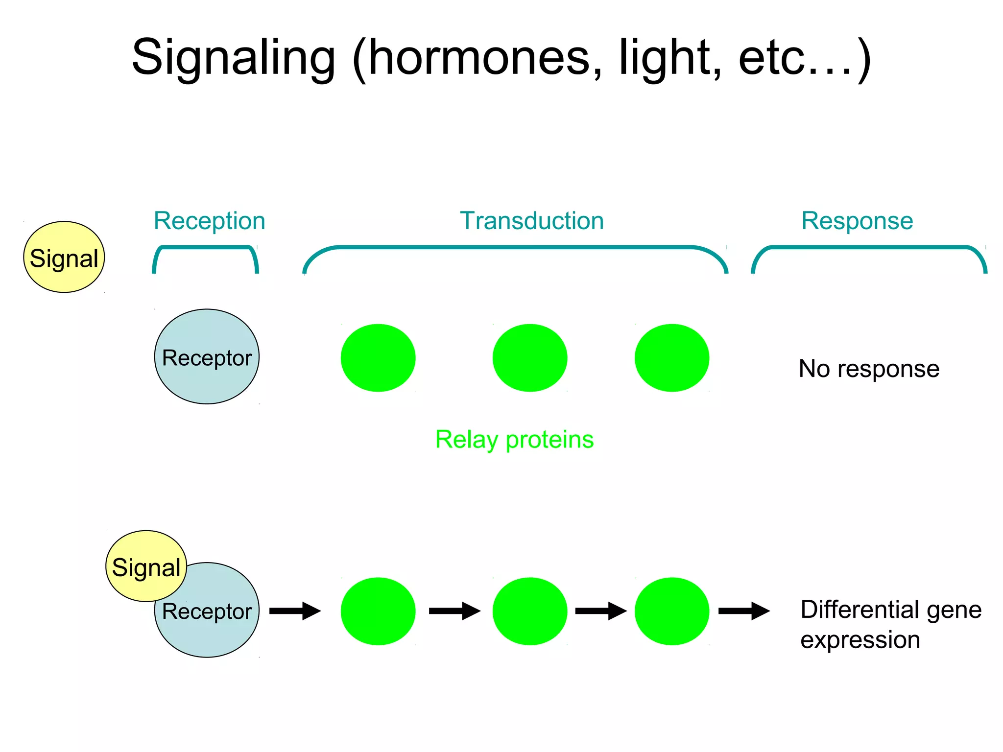 Plant signaling | PPT