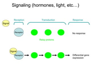 Plant signaling | PPT