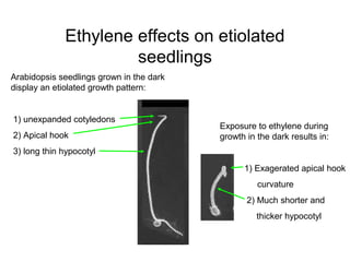 Plant signaling | PPT