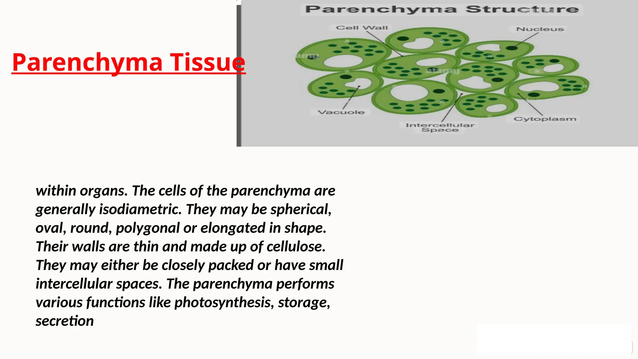 plant simple tissue.pptx free to use for students | PPTX
