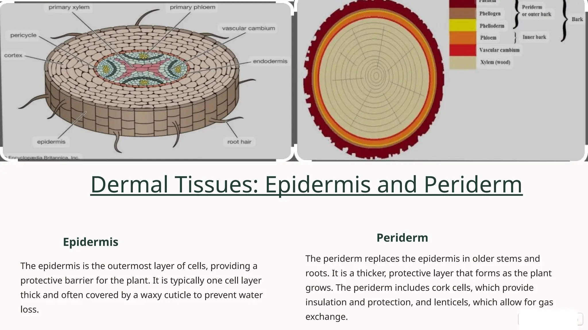 plant simple tissue.pptx free to use for students | PPTX