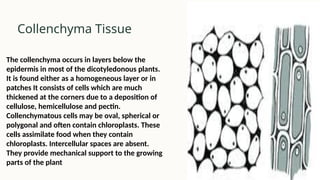 plant simple tissue.pptx free to use for students | PPT