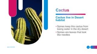 How do plants live in different habitat.pptx | Gardening | Home & Garden