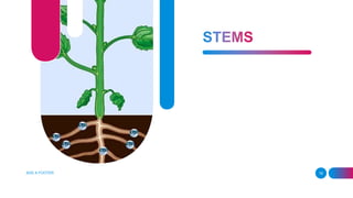 How do plants live in different habitat.pptx