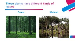 How do plants live in different habitat.pptx | Gardening | Home & Garden