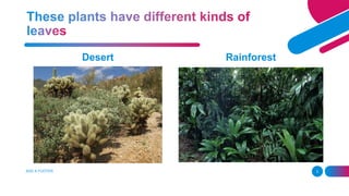 How do plants live in different habitat.pptx | Gardening | Home & Garden