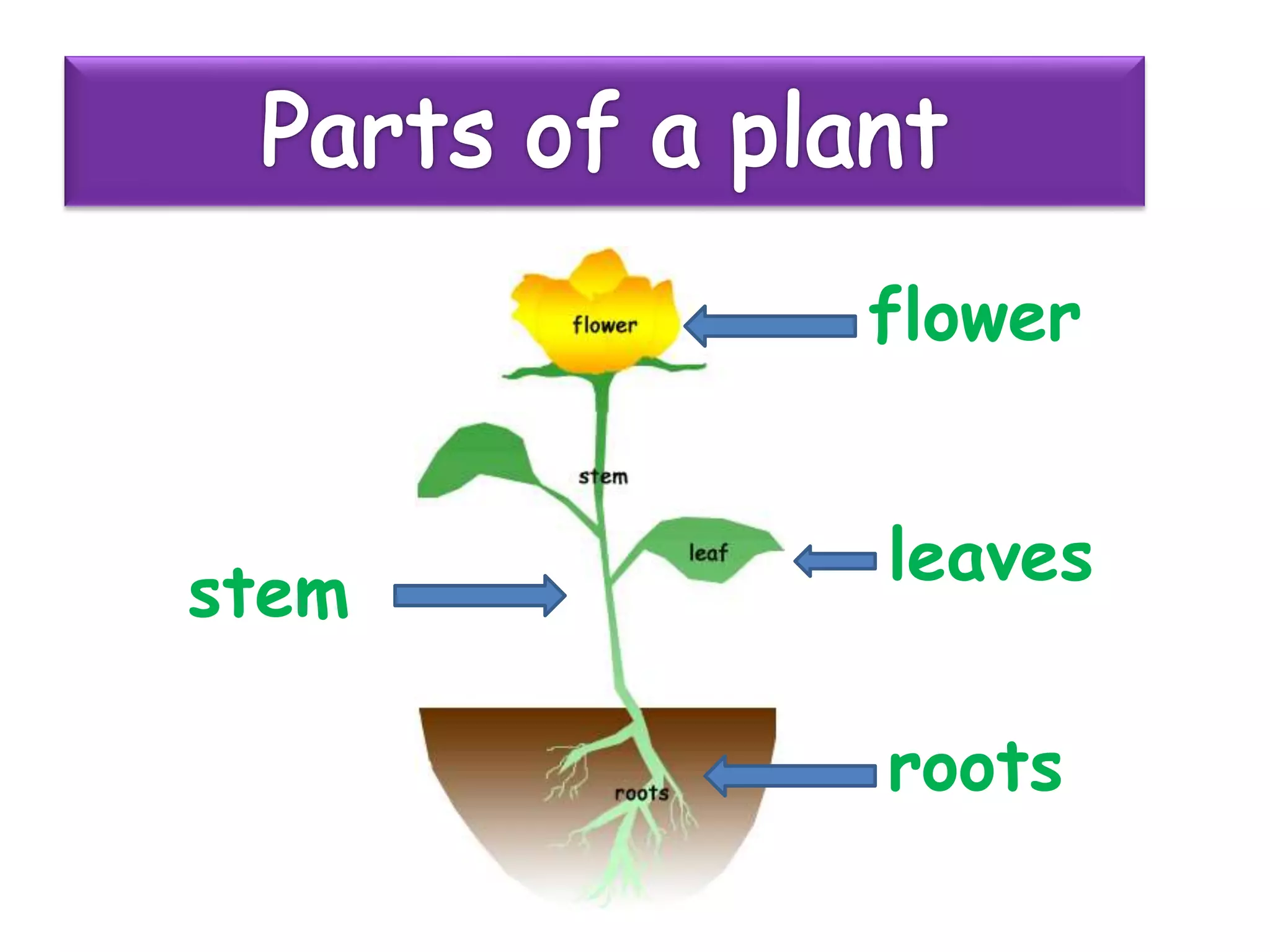 Plants introduction | PPT
