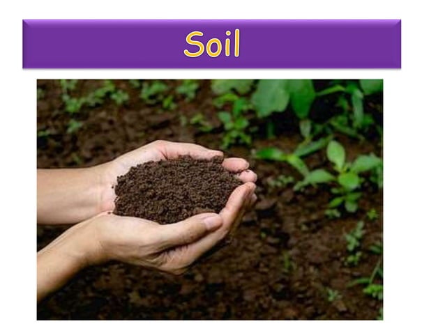 Plants introduction | PPT