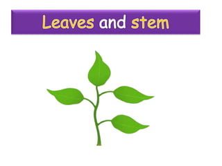 Plants introduction | PPT