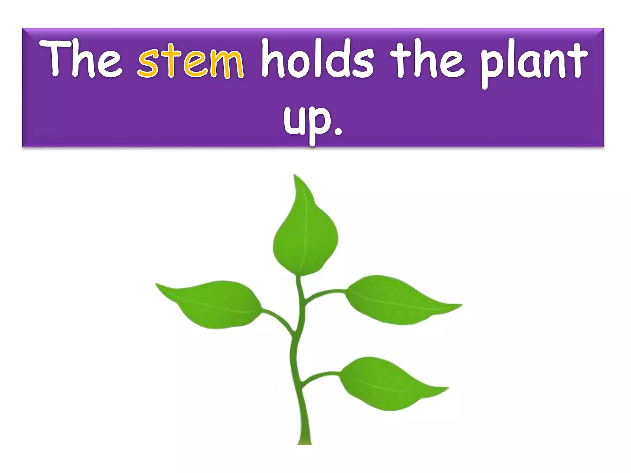 Plants introduction, characteristics of plants | PPT