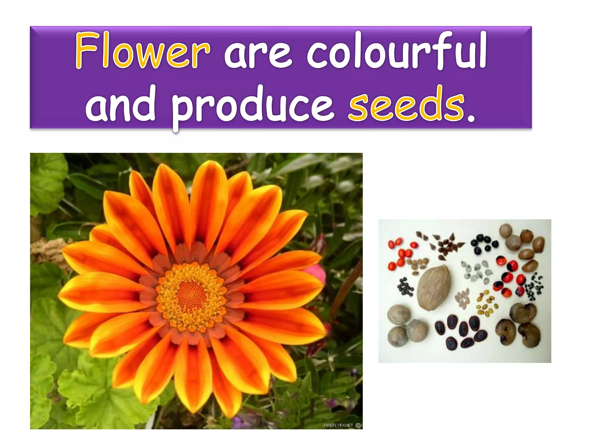 Plants introduction, characteristics of plants | PPT