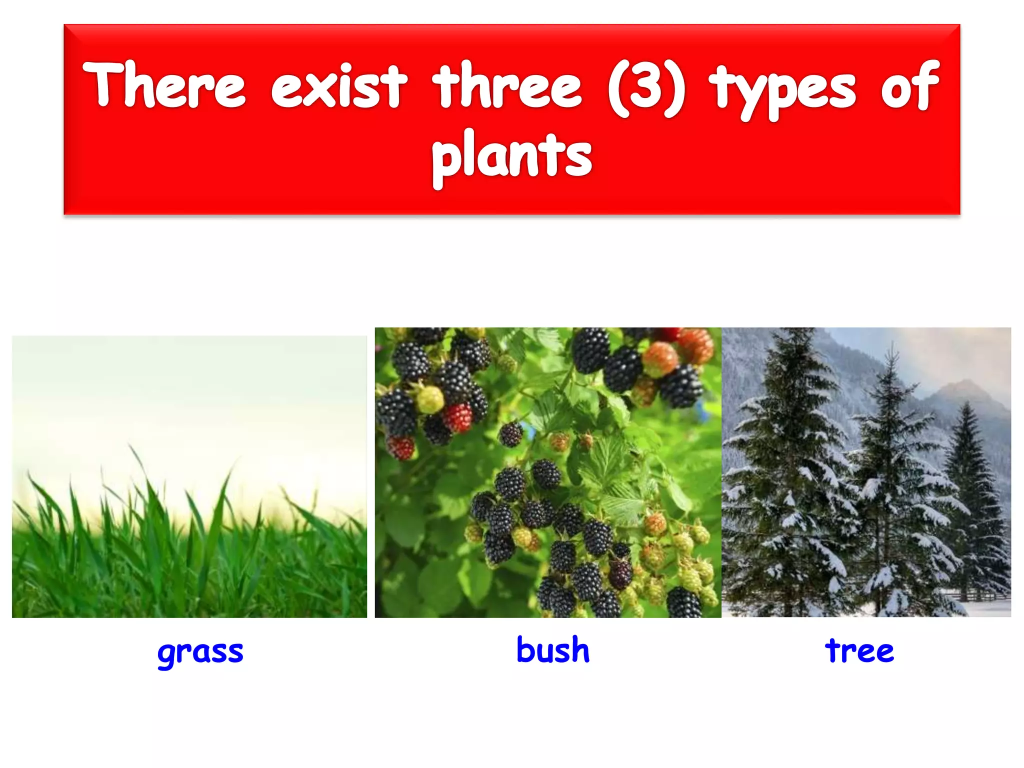 Plants introduction, characteristics of plants | PPT