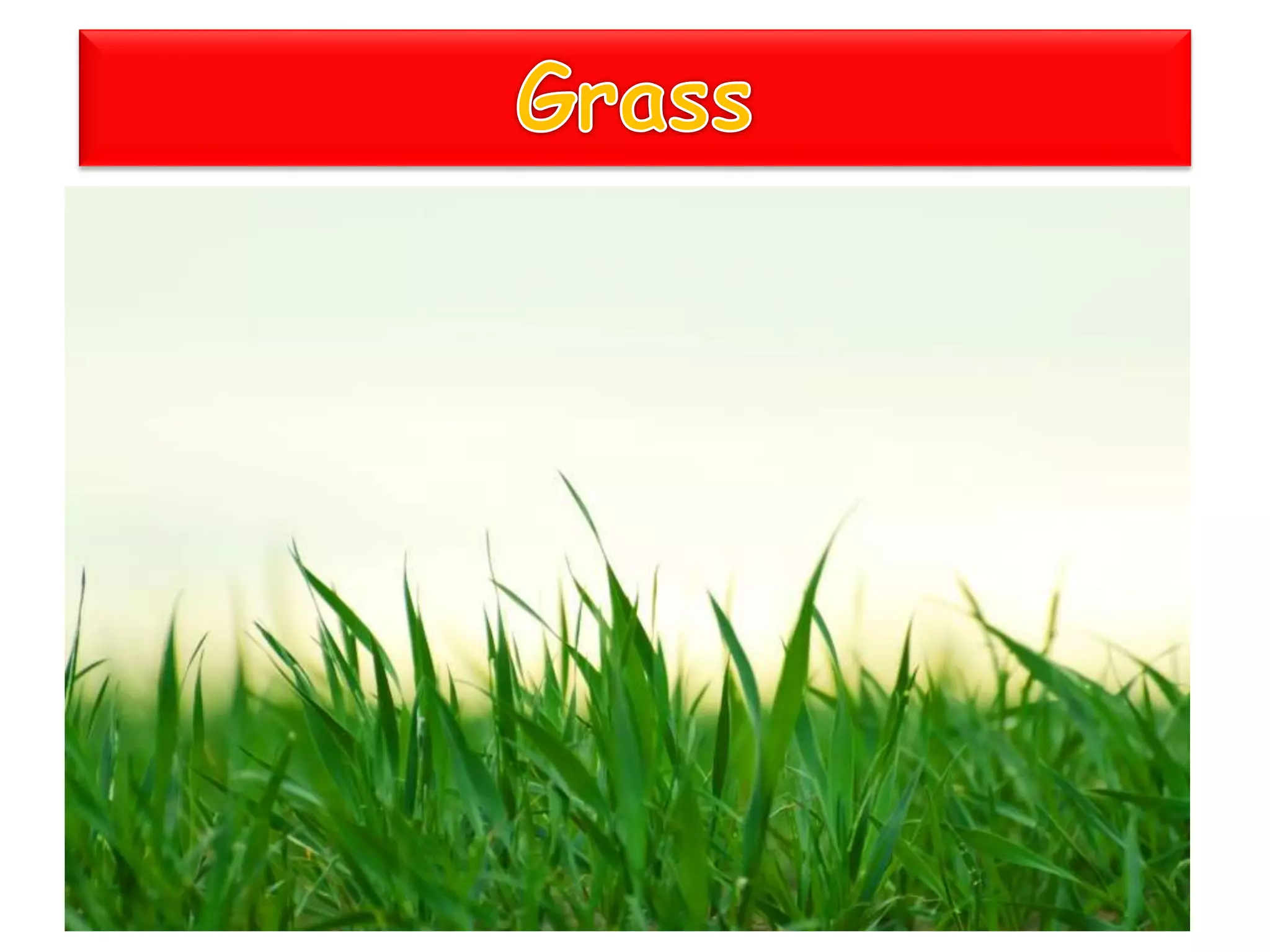 Plants introduction, characteristics of plants | PPT