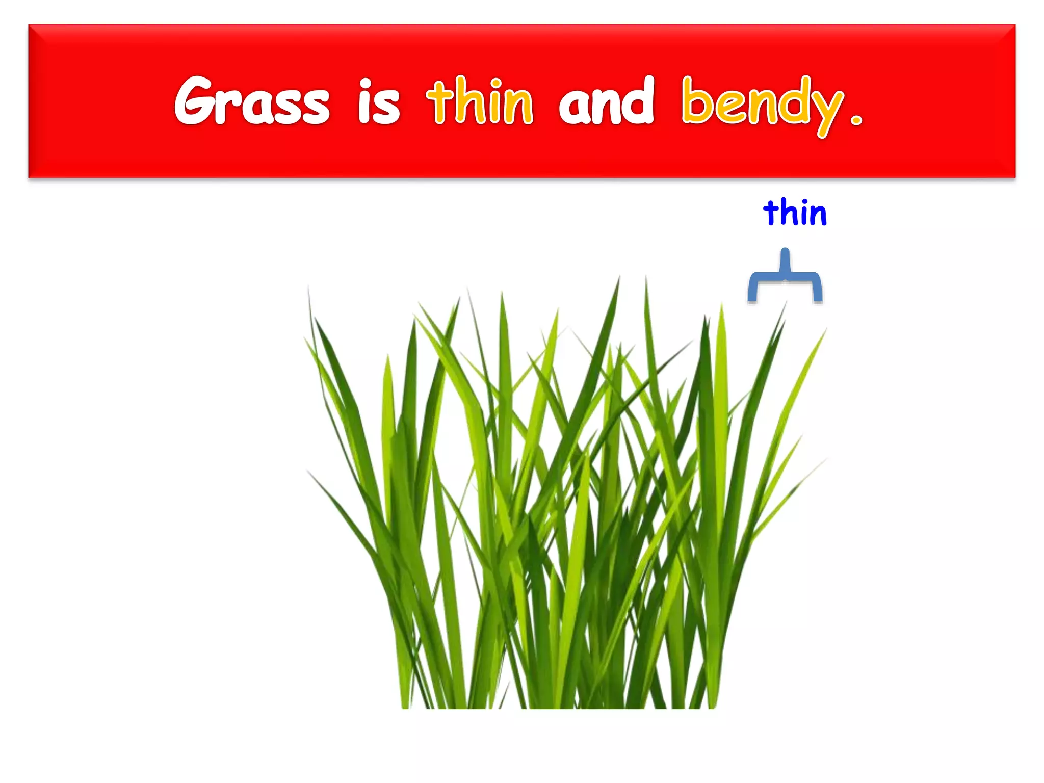 Plants introduction, characteristics of plants | PPT