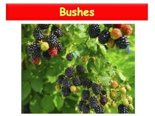 Plants introduction, characteristics of plants | PPT