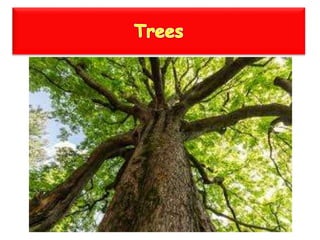 Plants introduction, characteristics of plants | PPT