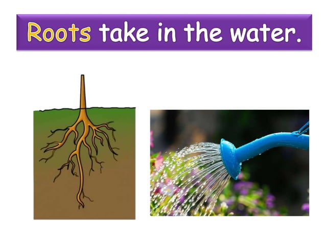 Plants introduction, characteristics of plants | PPT