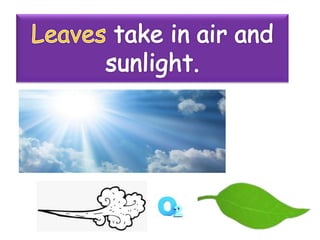 Plants introduction, characteristics of plants | PPT