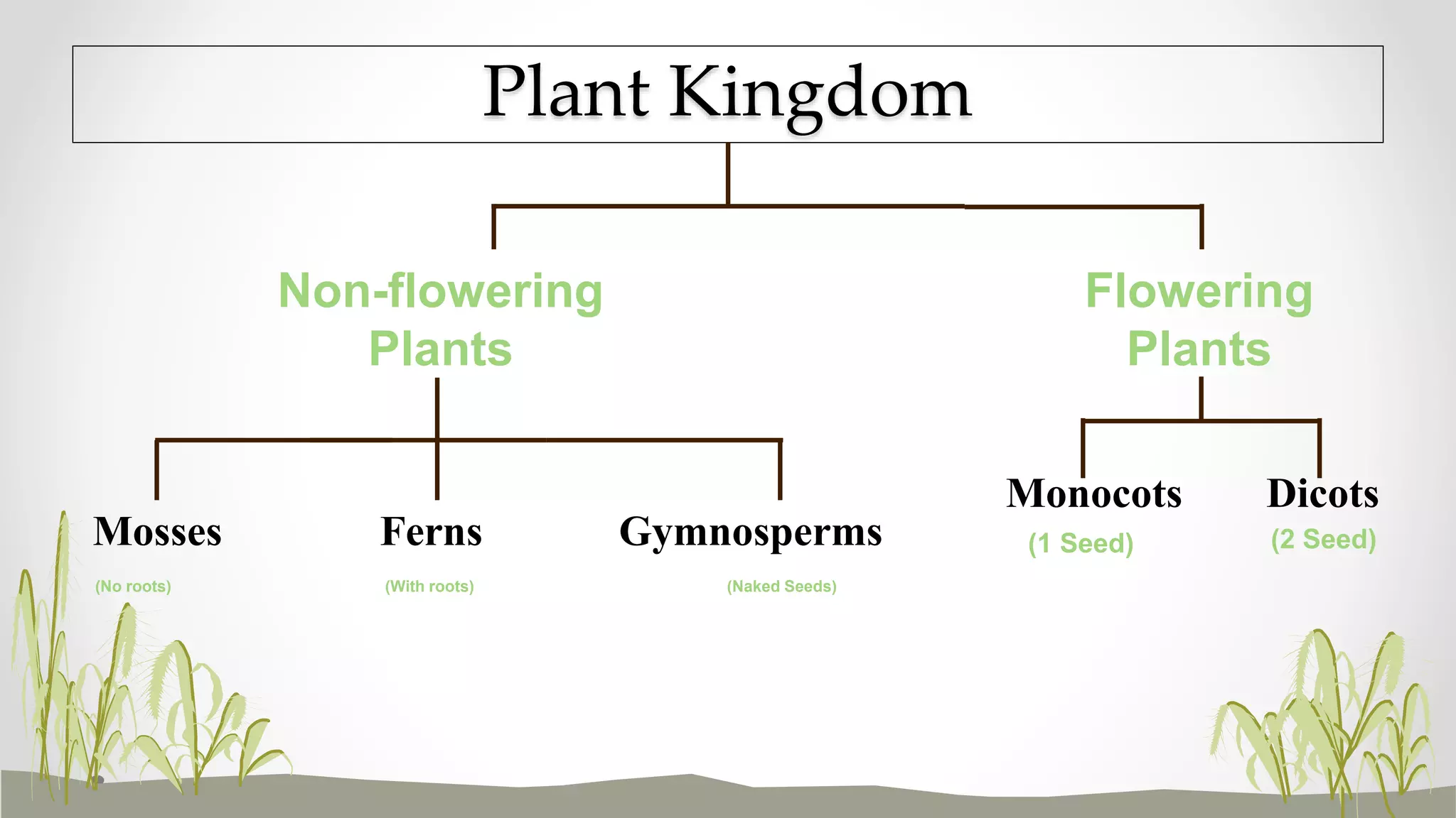 Plants & its classification | PPTX