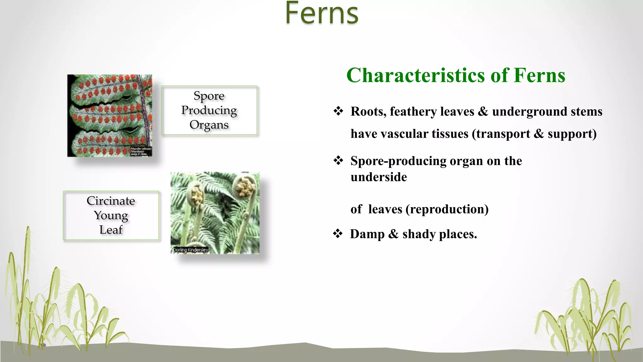 Plants & its classification | PPTX