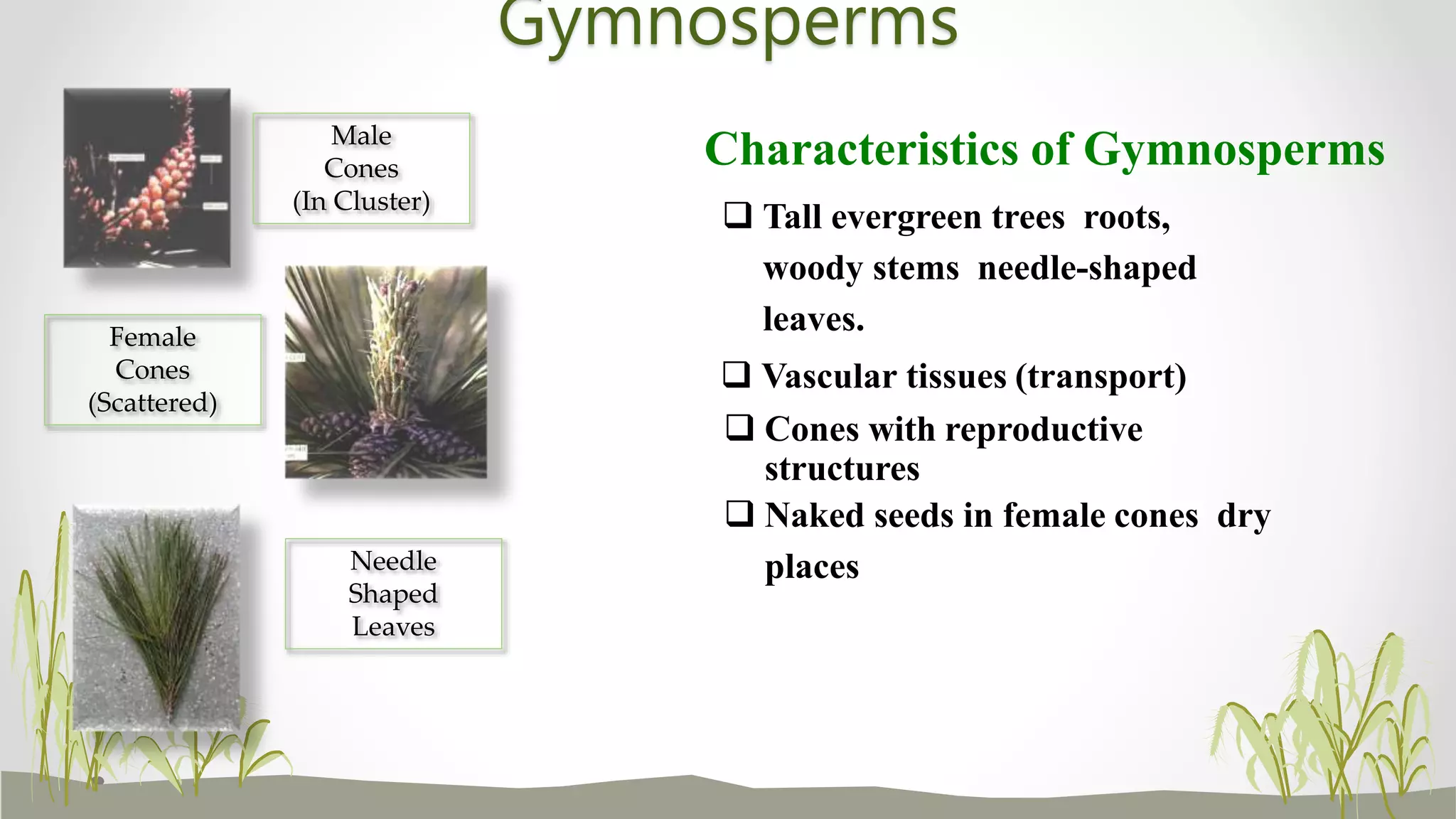 Plants & its classification | PPTX