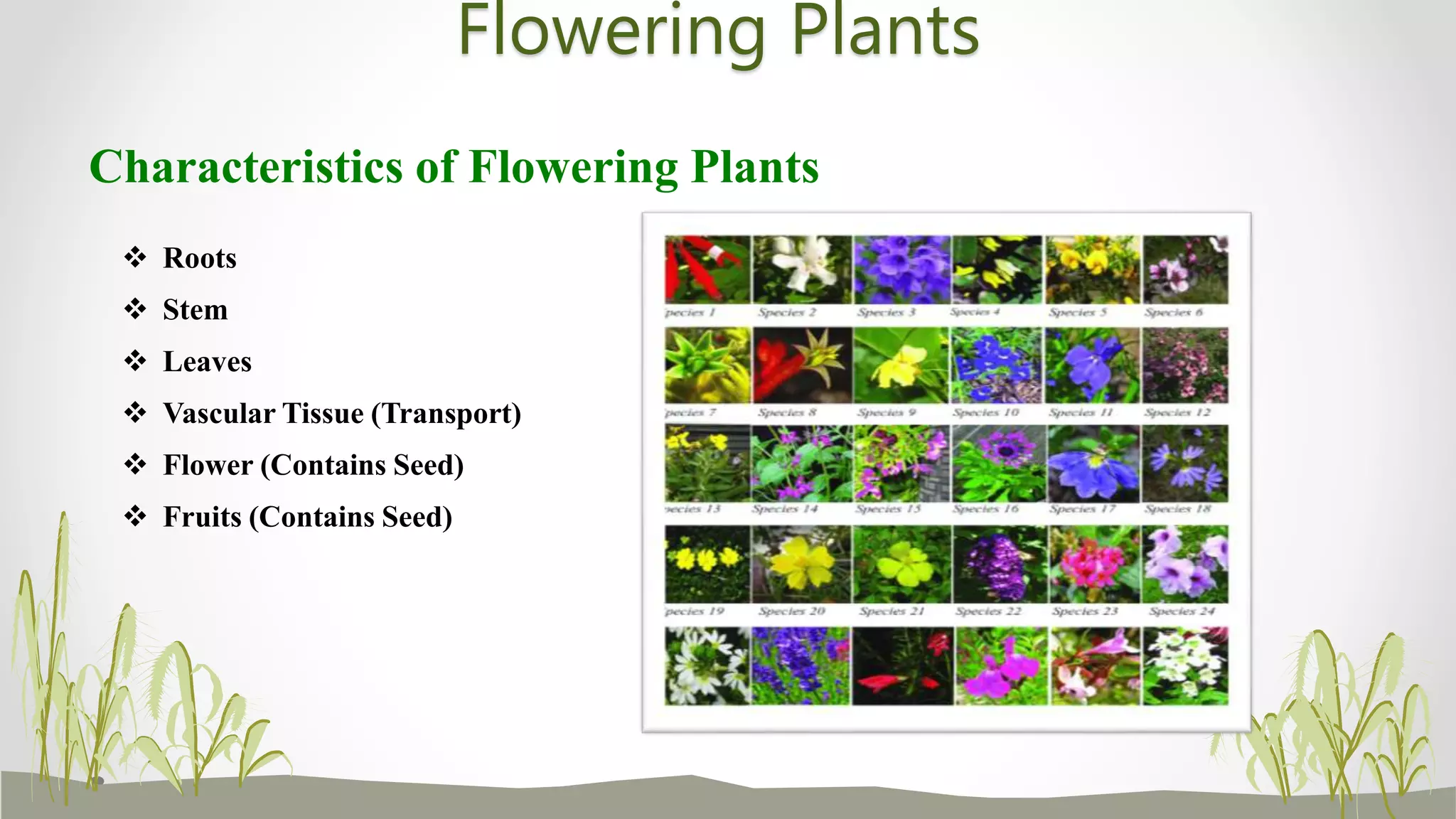 Plants & its classification | PPTX