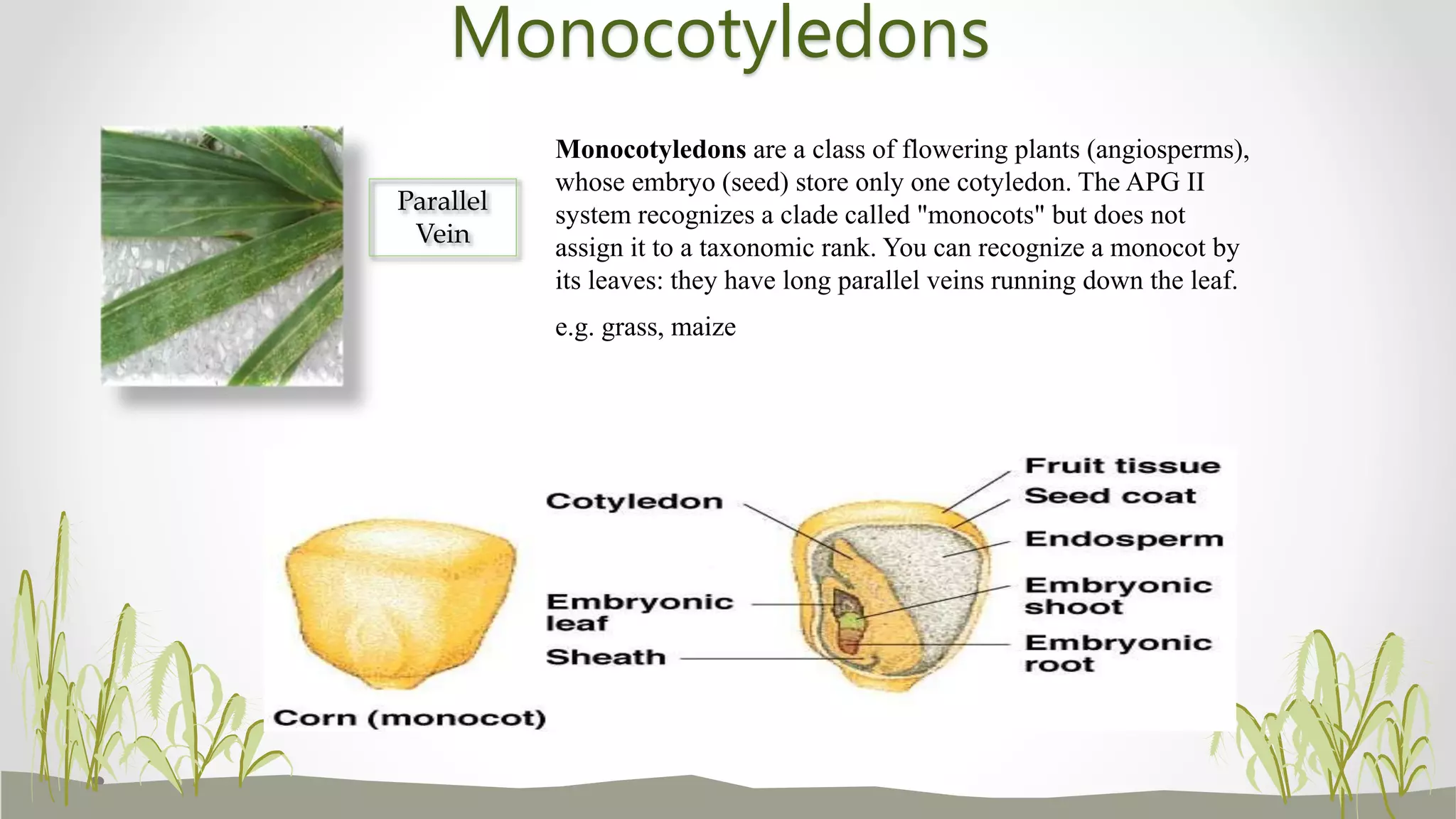 Plants & its classification | PPTX