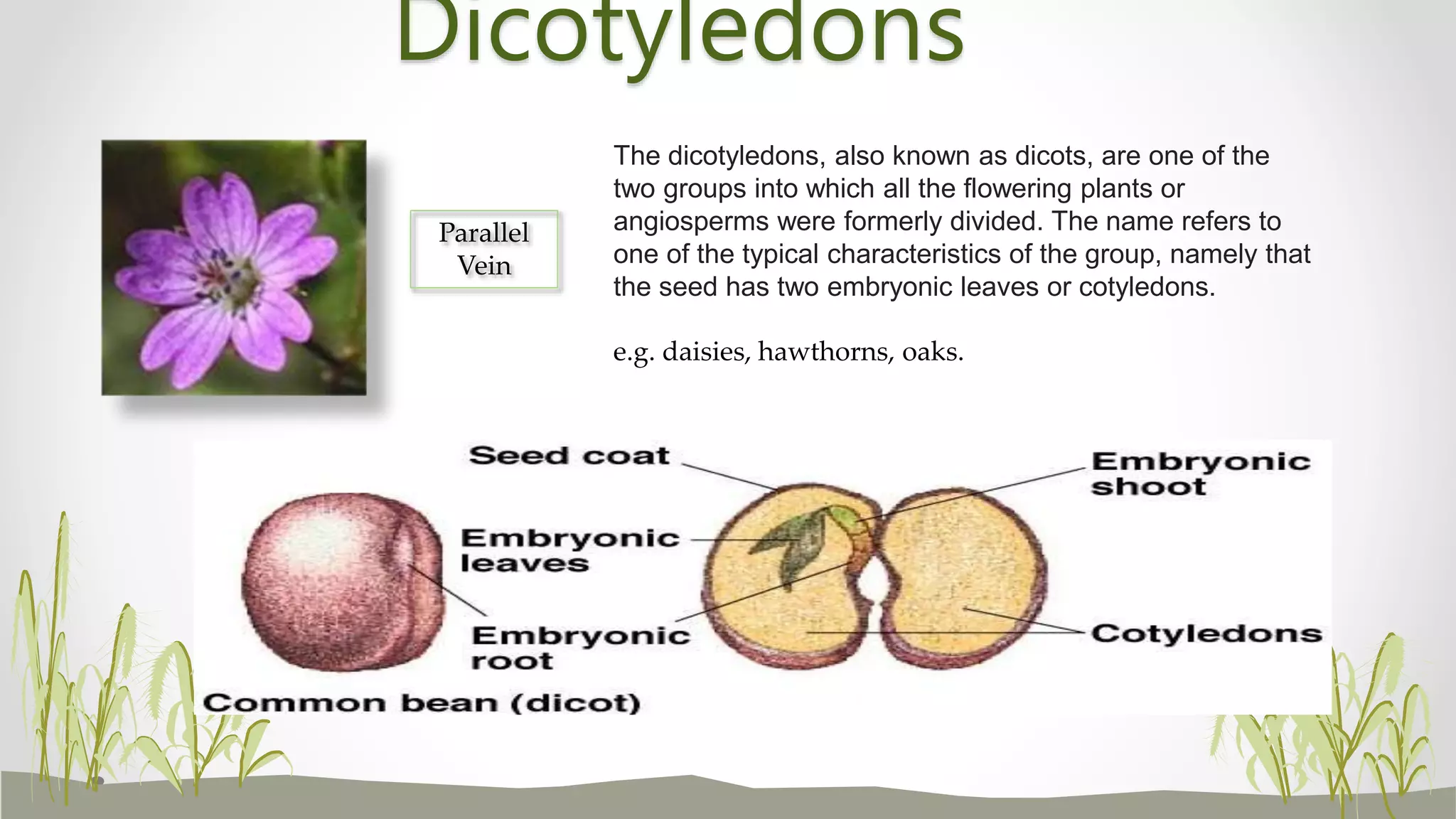 Plants & its classification | PPTX