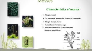 Plants & its classification | PPTX