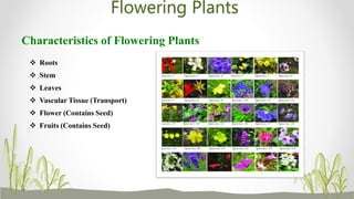 Plants & its classification | PPT