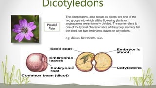 Plants & its classification | PPTX