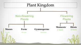 Classification Of Plants Flowering And Nonflowering