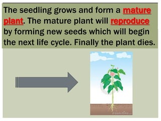 Plants life cycle | PPTX